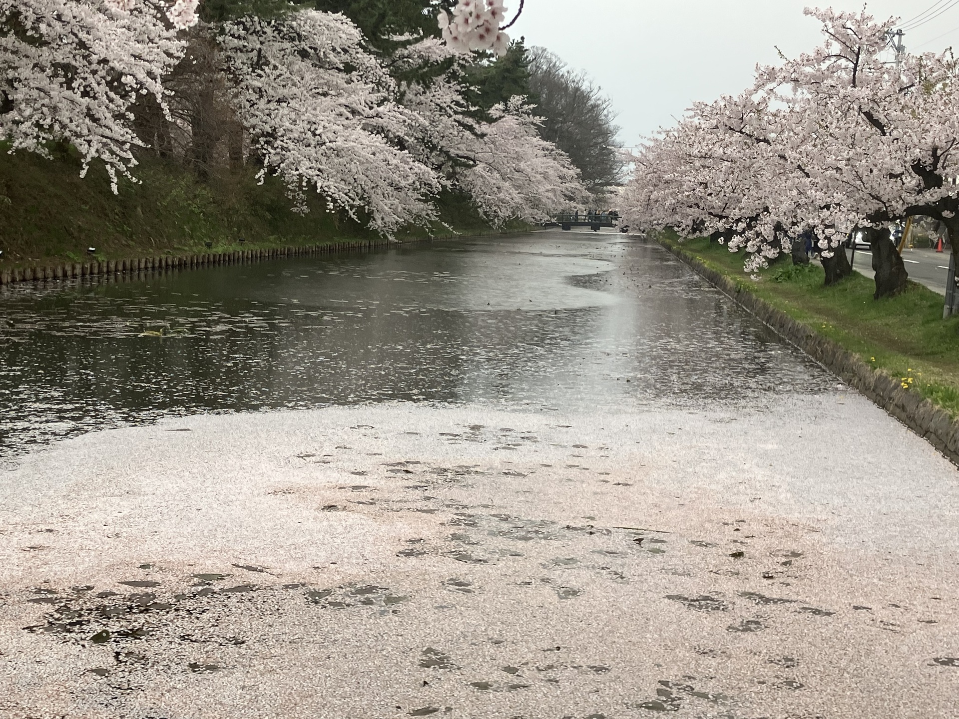 これぞ花吹雪、花筏(弘前桜旅その2): What Happened is ALL GOOD